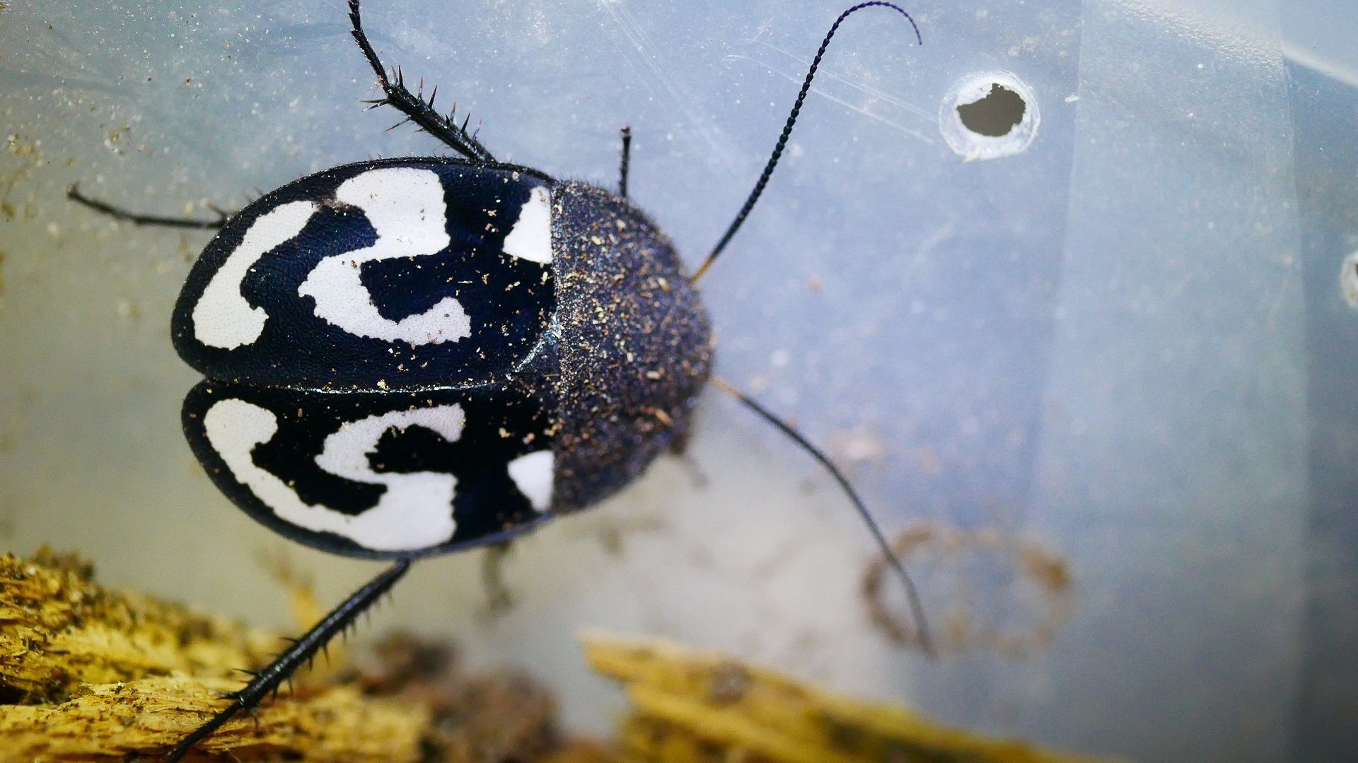 Creepy-little-creatures - Therea Arten