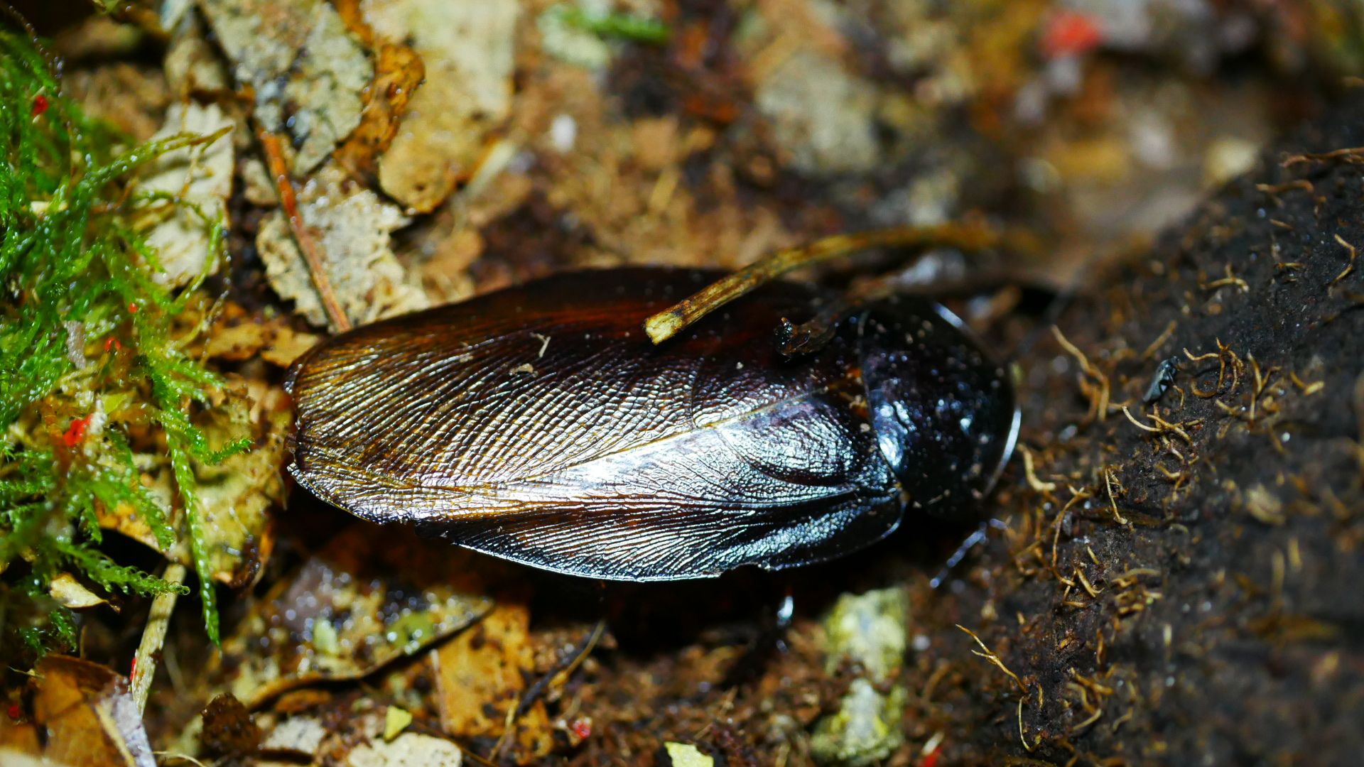 Creepy-little-creatures - Byrsotria Arten