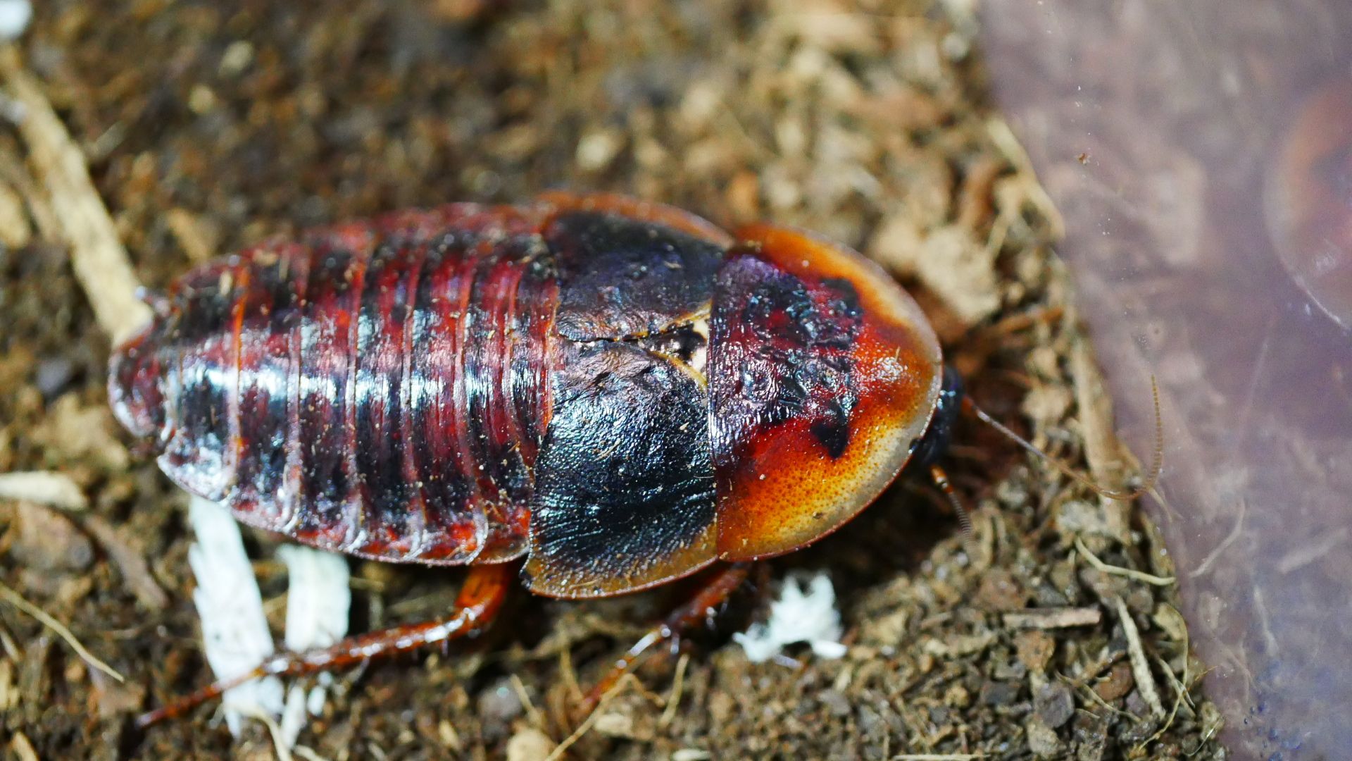 Creepy-little-creatures - Byrsotria Arten