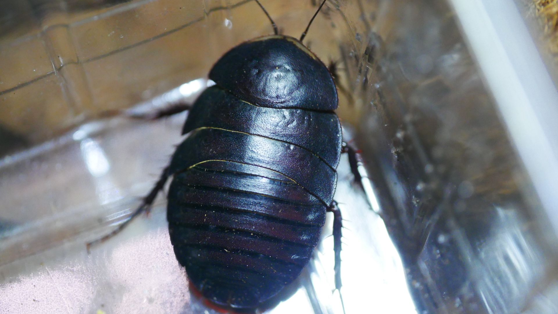 Creepy-little-creatures - Polyphaga Arten