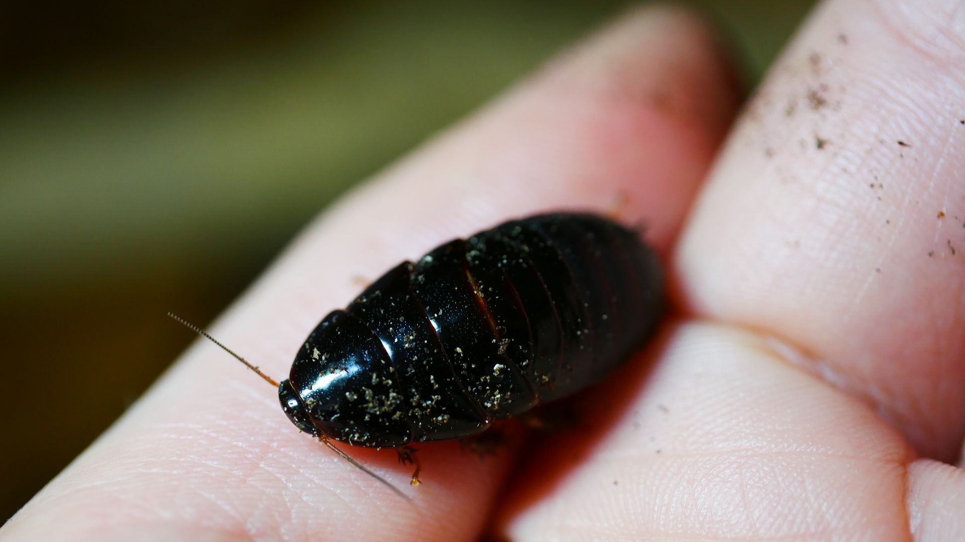 Creepy-little-creatures - Pycnoscelus Arten