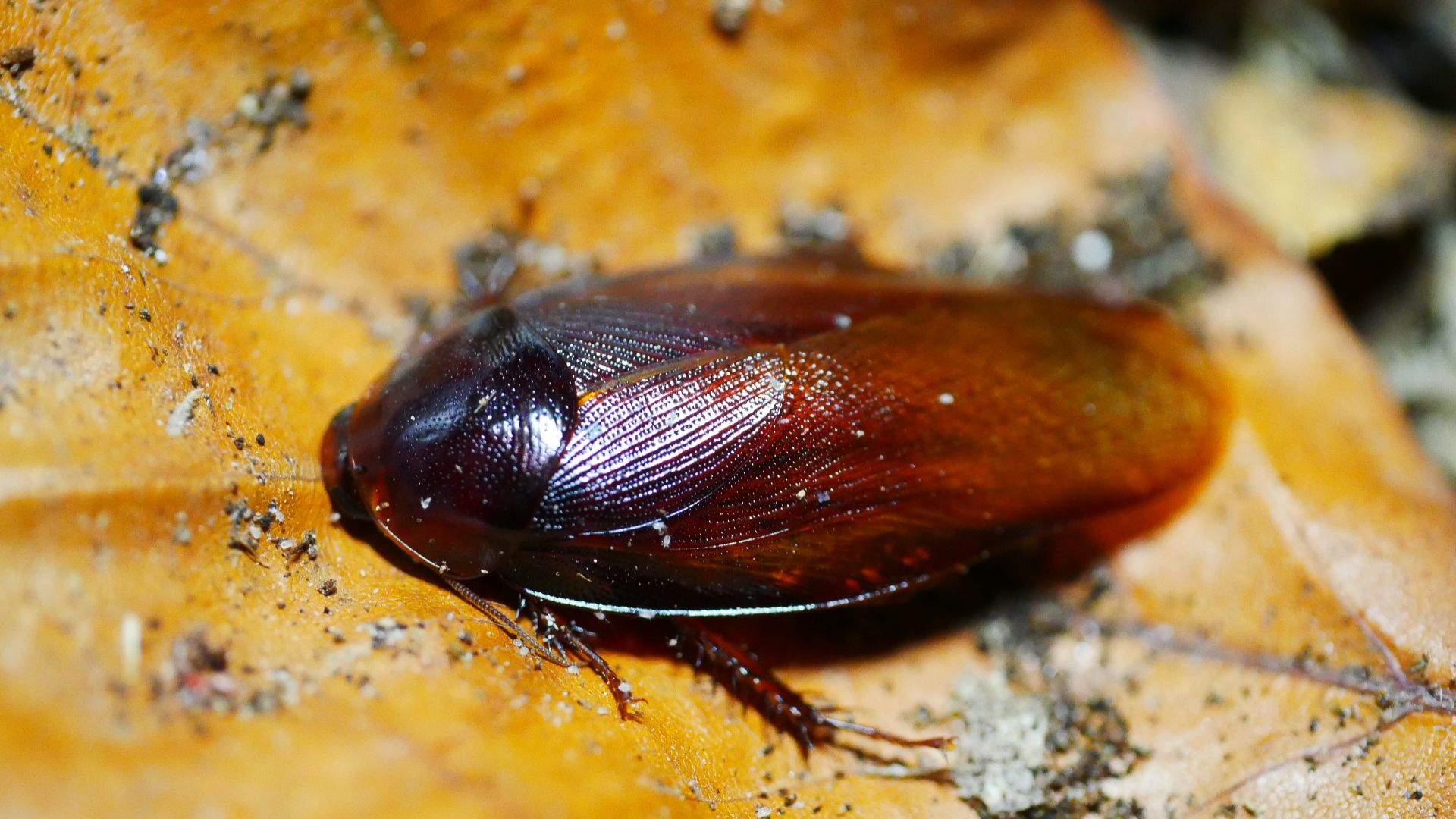 Creepy-little-creatures - Pycnoscelus Arten