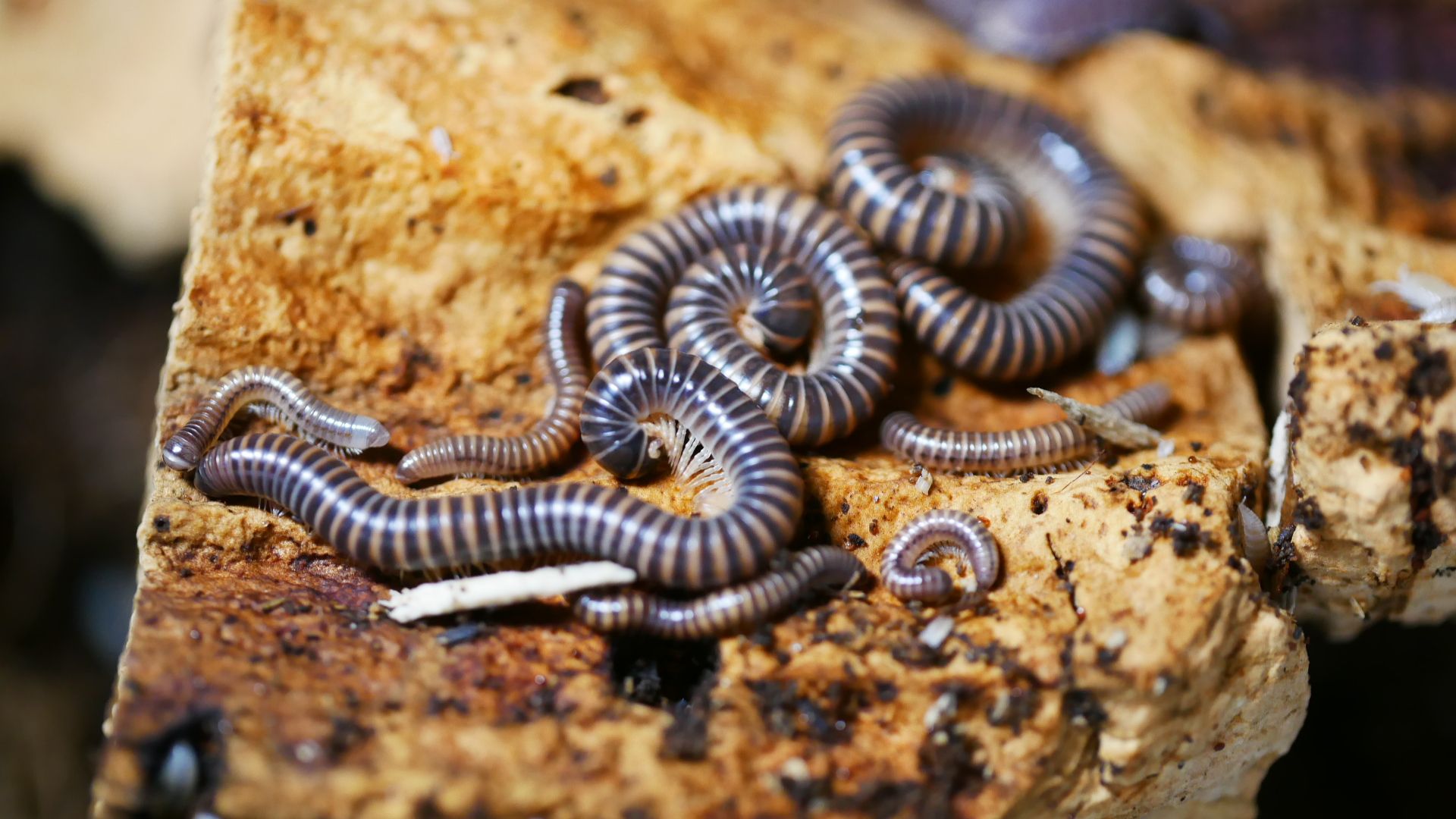 Creepy-little-creatures - Benoitolus Arten