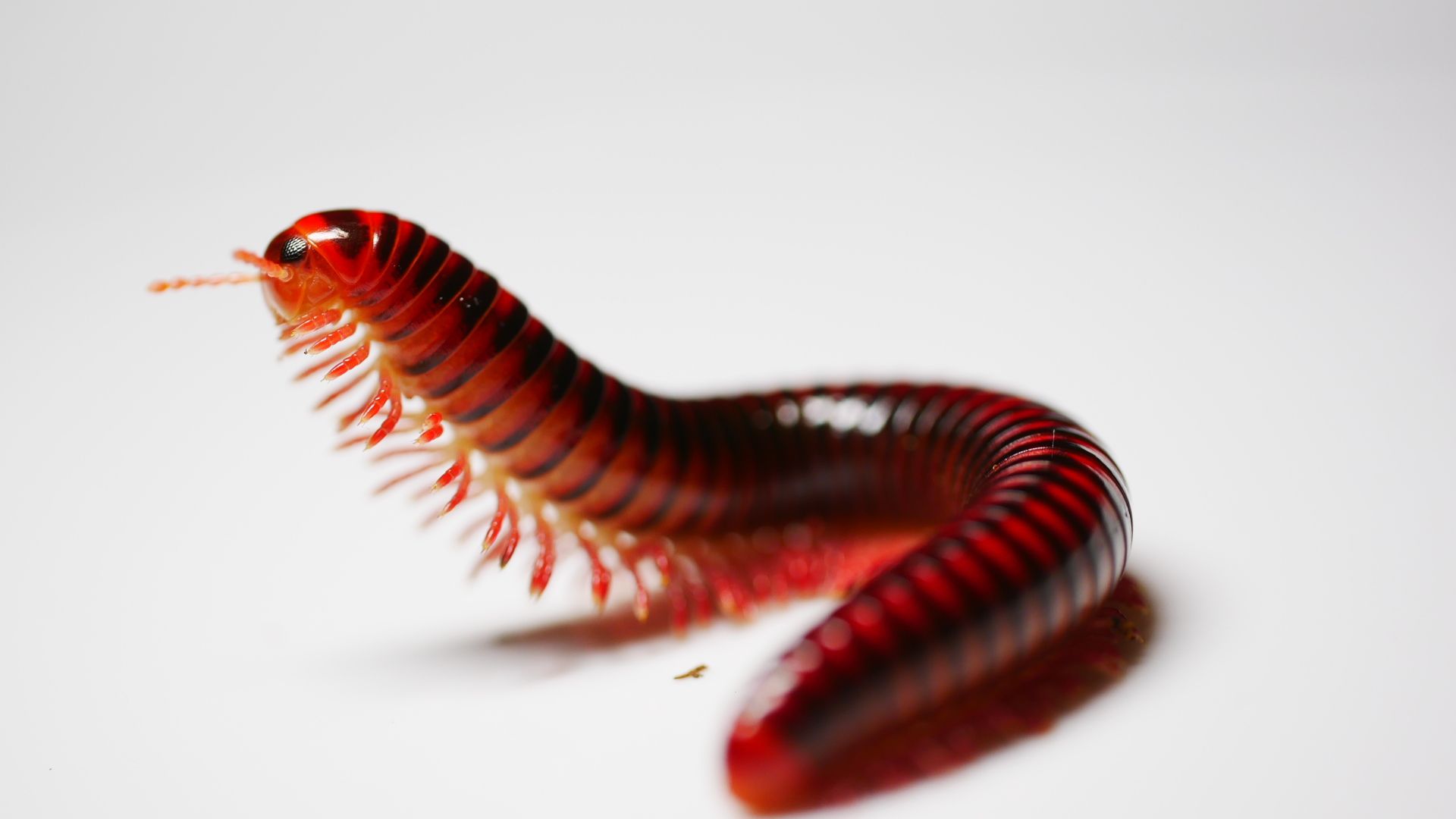 Creepy-little-creatures - Centrobolus Arten