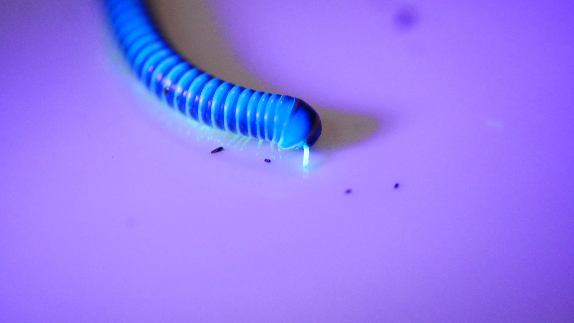 Creepy-little-creatures - Benoitolus Arten