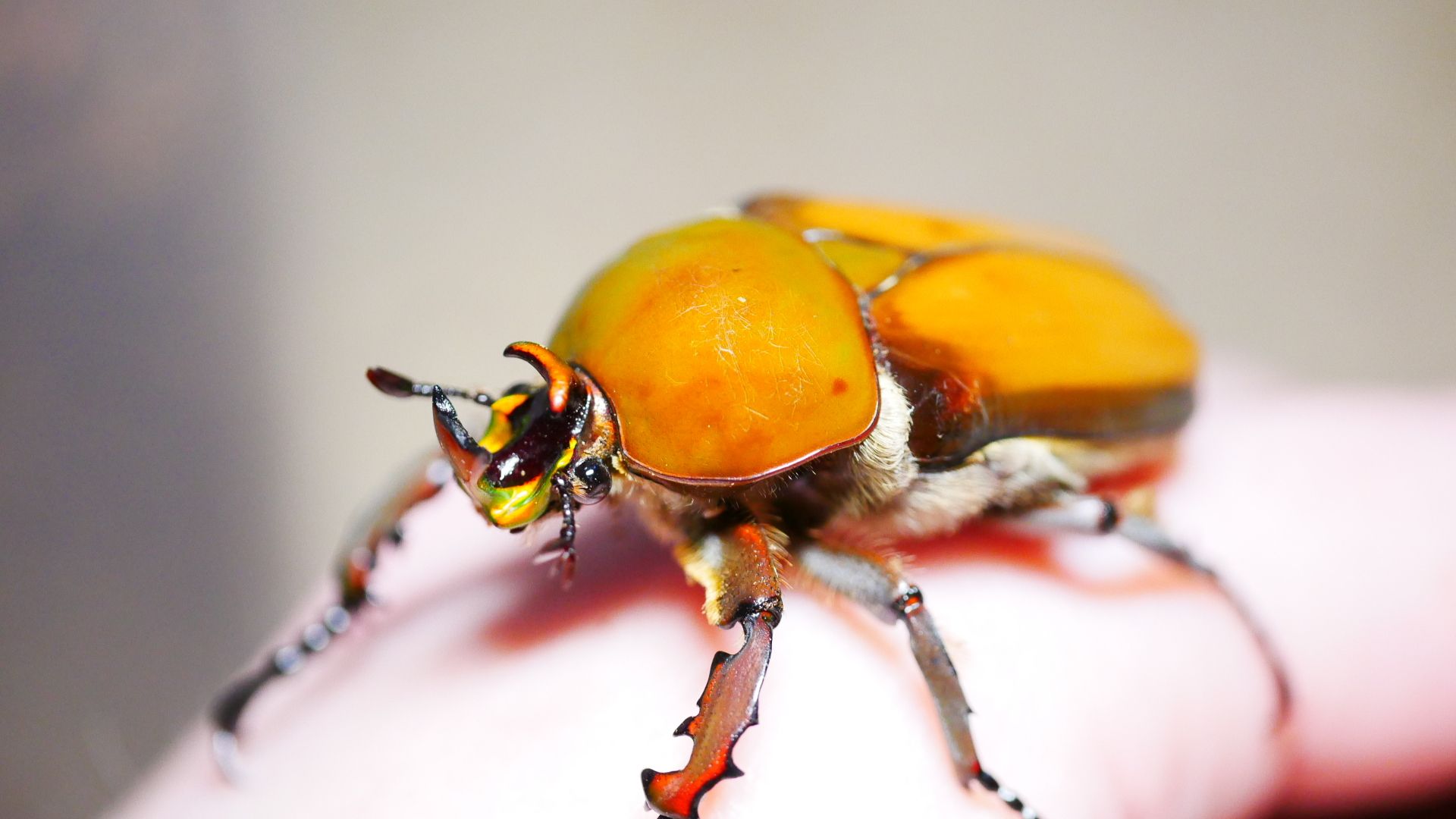 Creepy-little-creatures - Weitere Arten