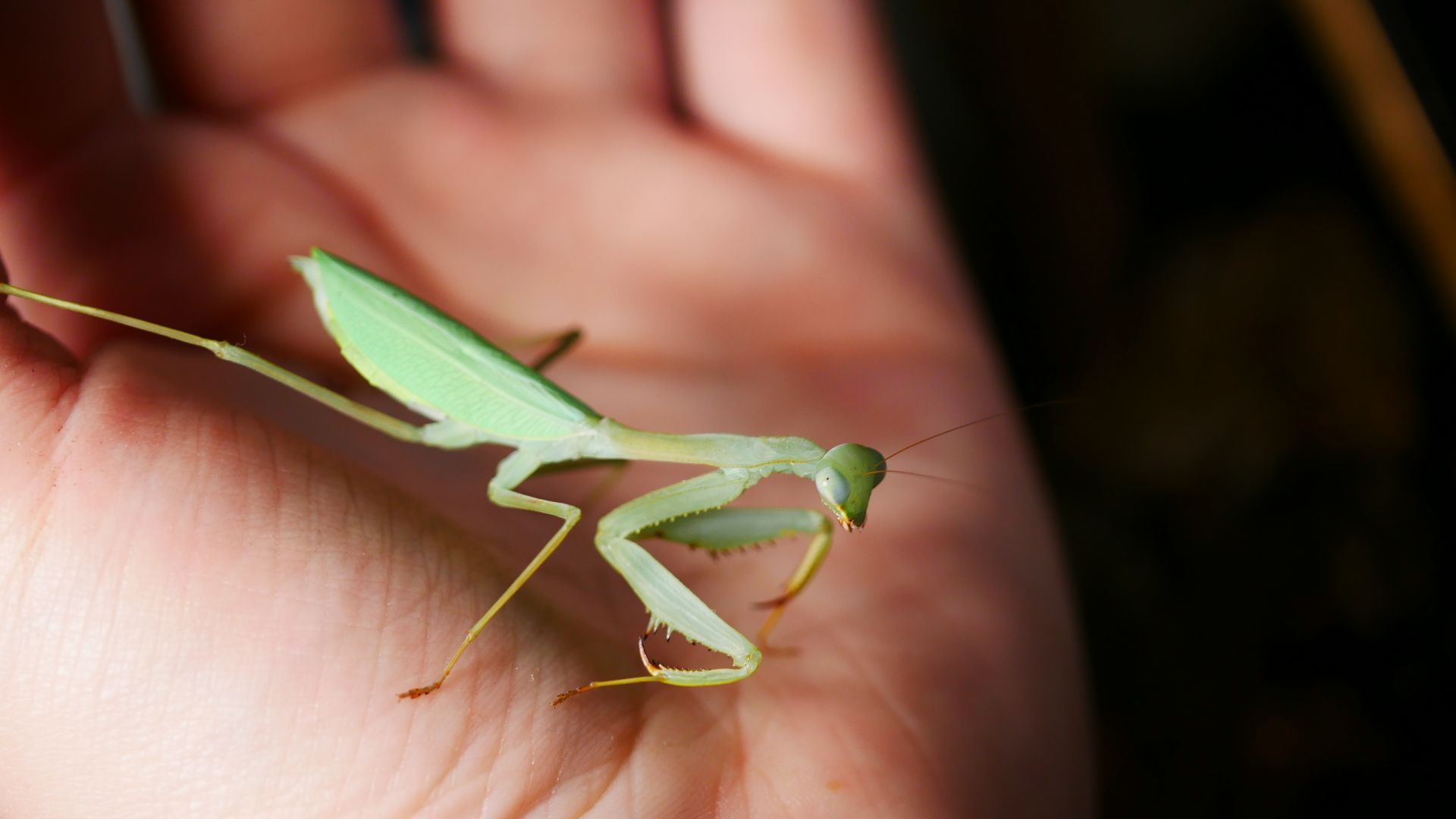 Creepy-little-creatures - Mittelgroße Arten