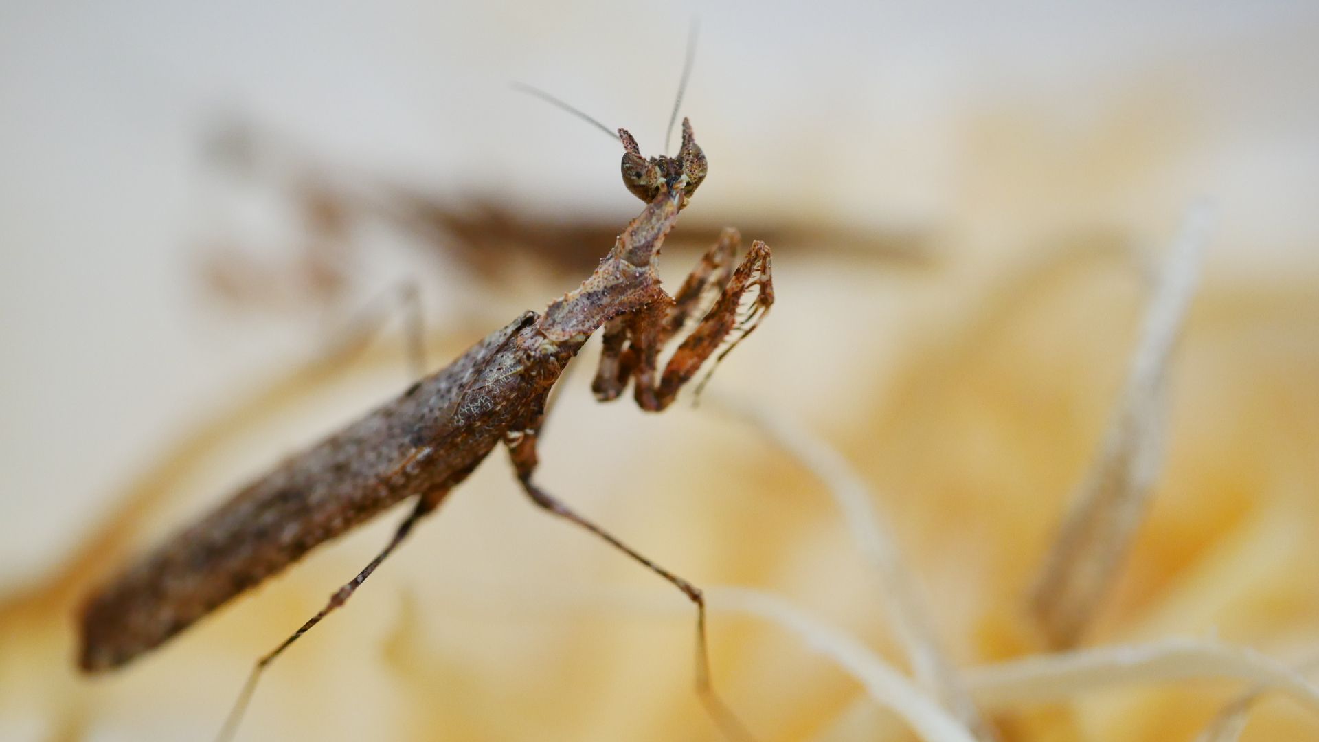 Creepy-little-creatures - Kleine Arten