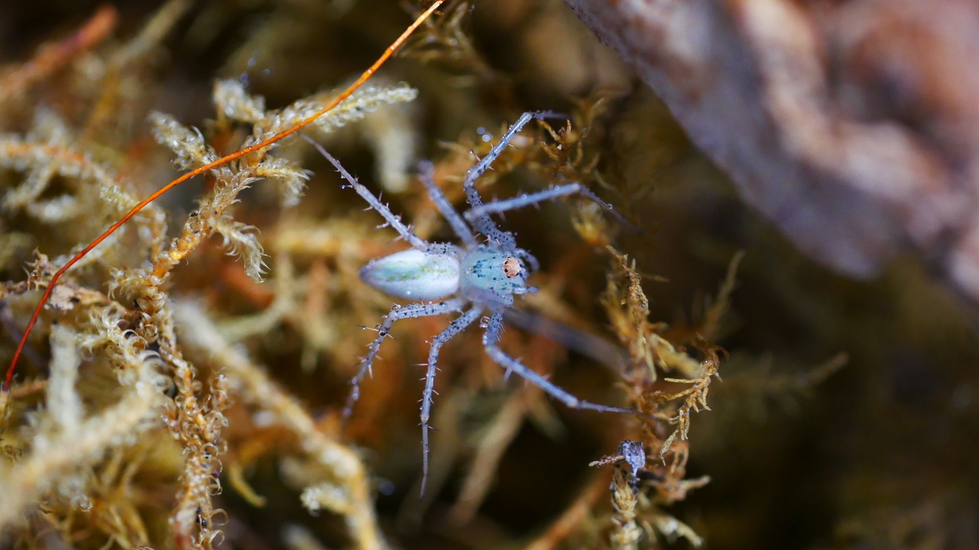 Creepy-little-creatures - Weitere Spinnen Arten