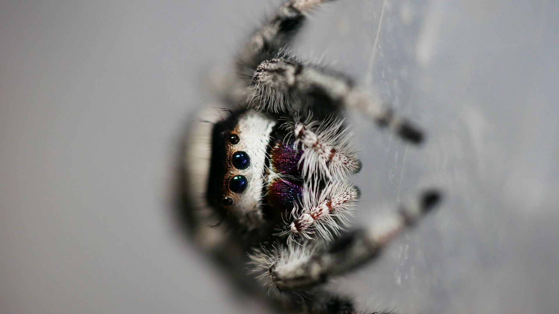 Creepy-little-creatures - Bestand