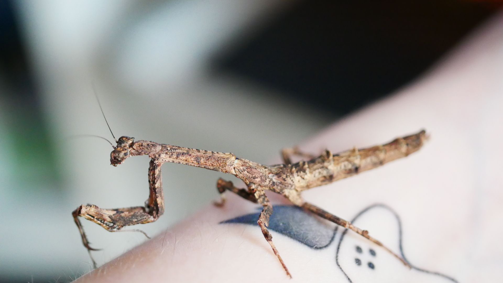 Creepy-little-creatures - Mittelgroße Arten